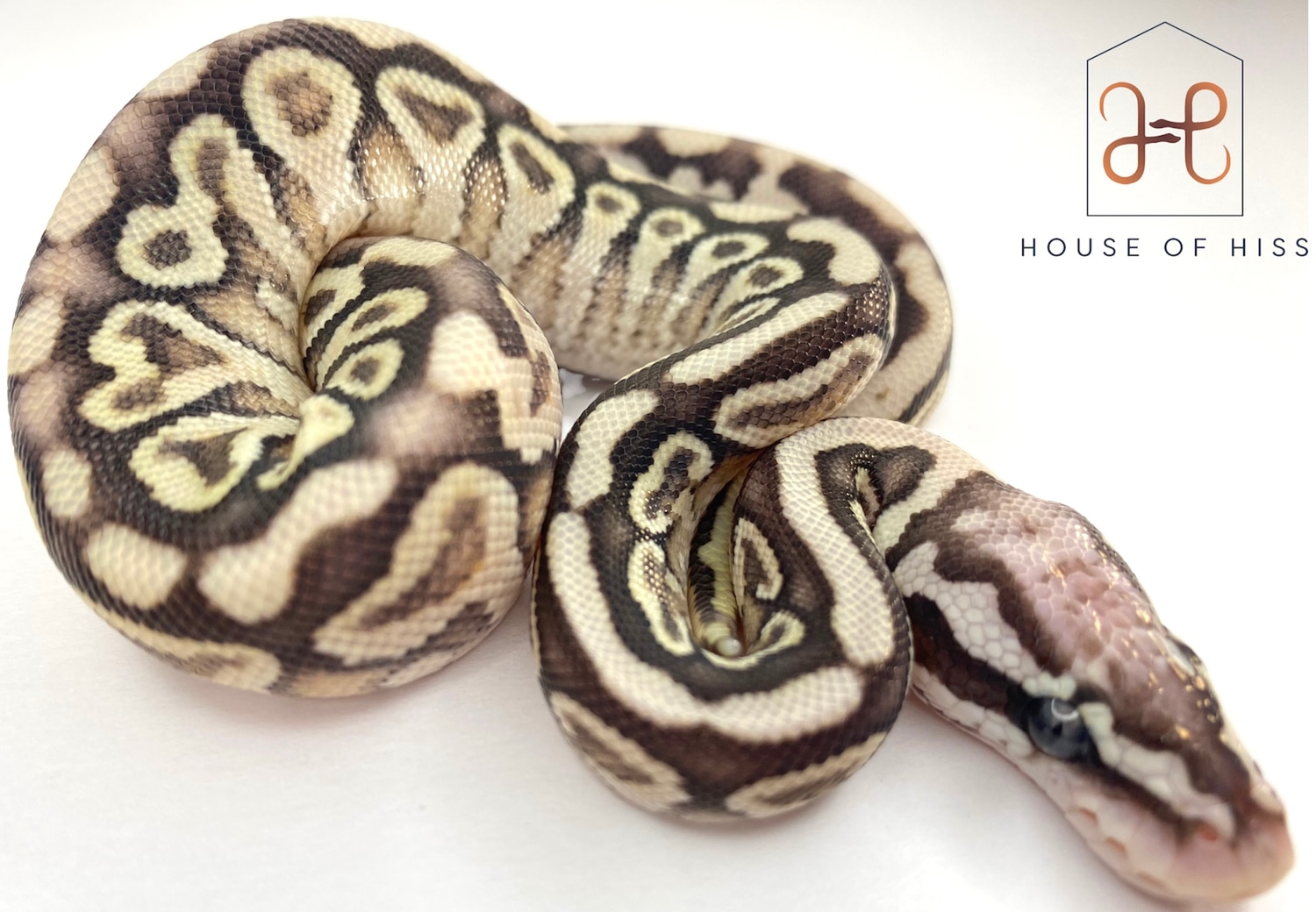 Spotnose Pastel Lesser Yellow Belly Ball Python by House of Hiss ...