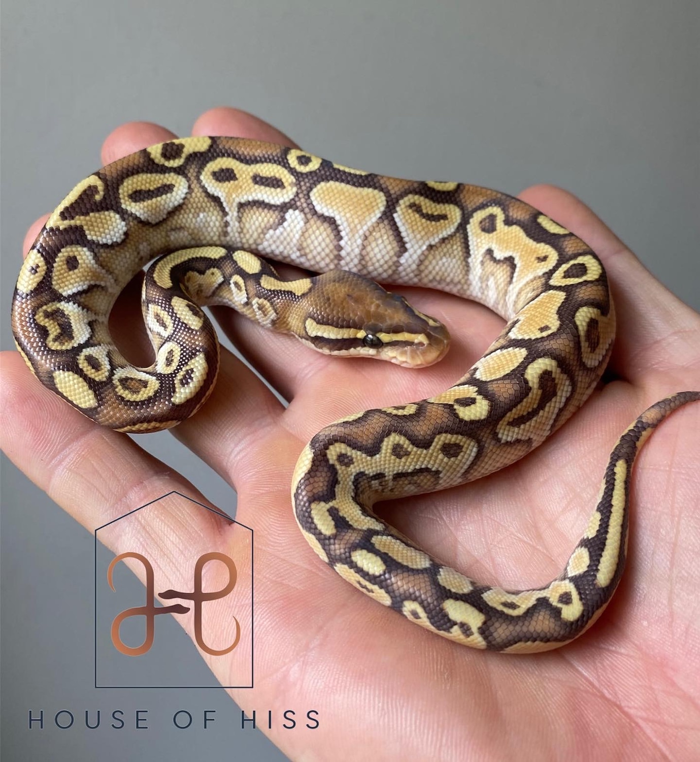 Orange Dream Butter Yellowbelly Or Asphalt 50% Het Pied Ball Python by ...