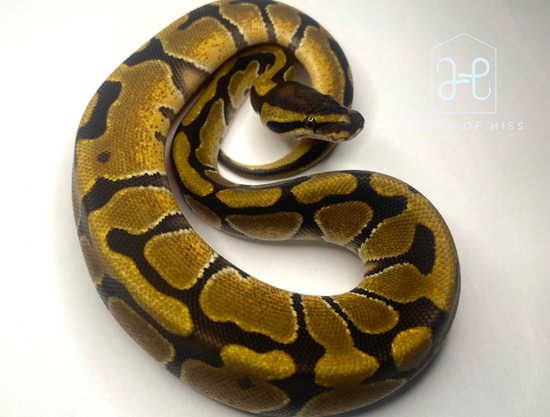 Enchi Ball Python by House of Hiss