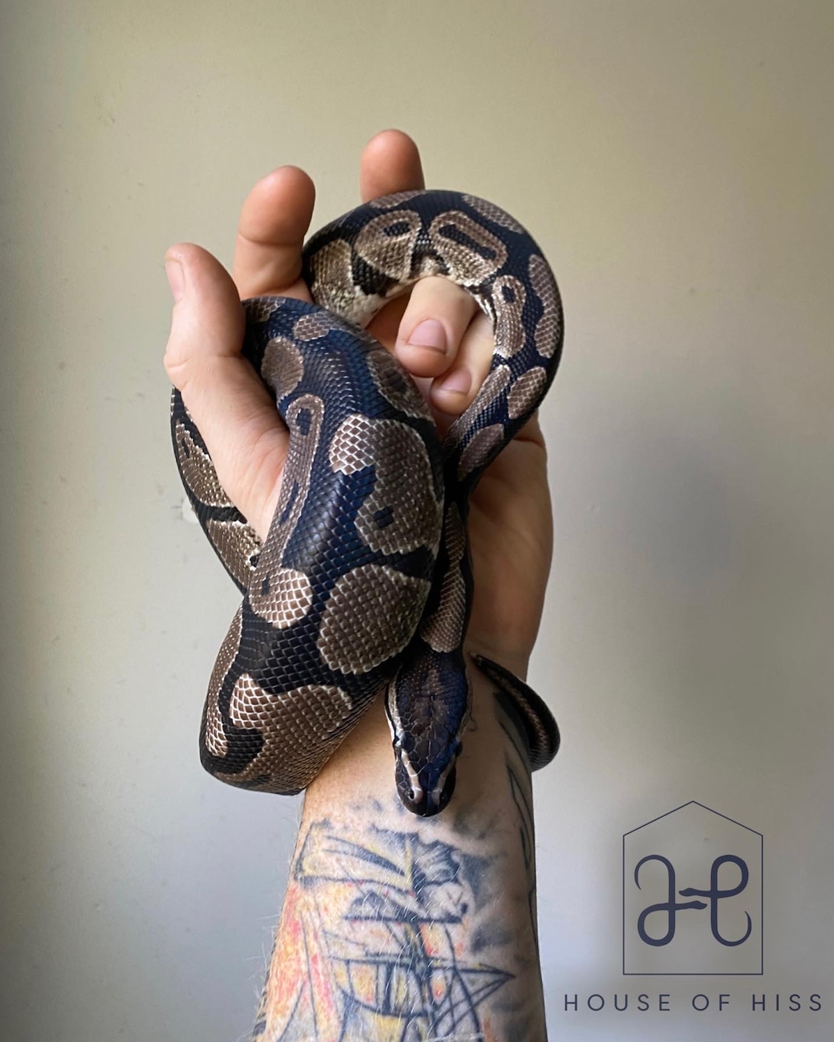 Axanthic Clown Project Ball Python by House of Hiss - MorphMarket