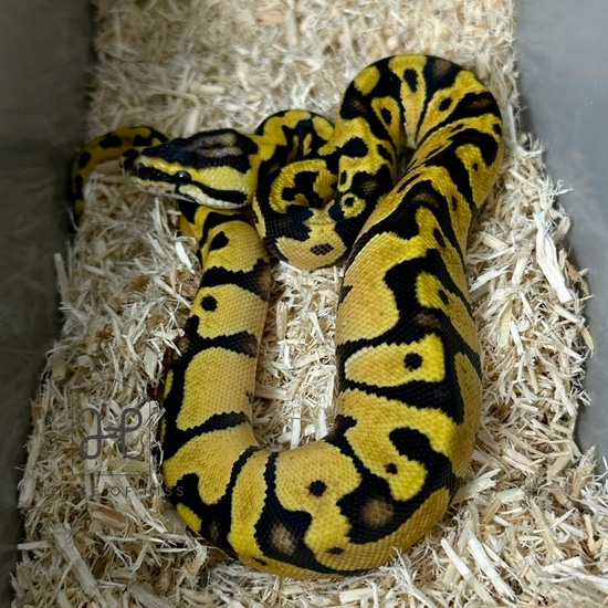 Pastel Enchi Yellow Belly Possible Het Clown/Pied Ball Python by House ...