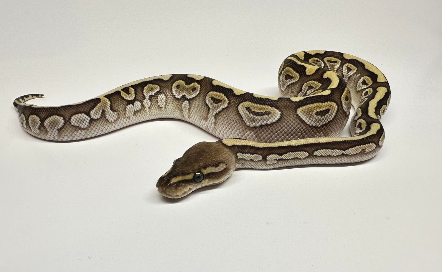 Nyala Yellowbelly Butter 50% Het Clown Ball Python by House of Hiss ...