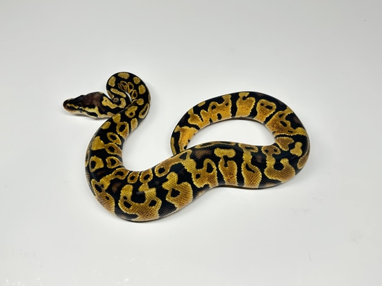 Pastel Furrow Het Clown Ball Python by House of Hiss
