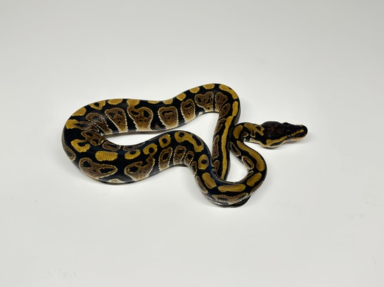 Furrow Het Clown Ball Python by House of Hiss