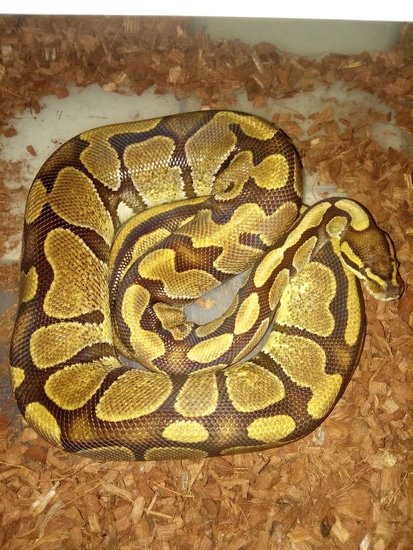 Enchi Het Ultramel Ball Python by DGM-Reptiles