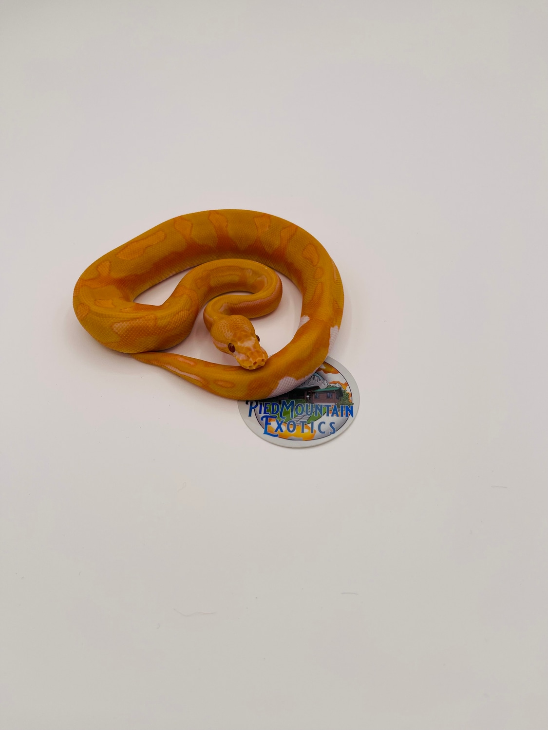 Enchi Dreamsicle Ball Python by Piedmountain Exotics - MorphMarket