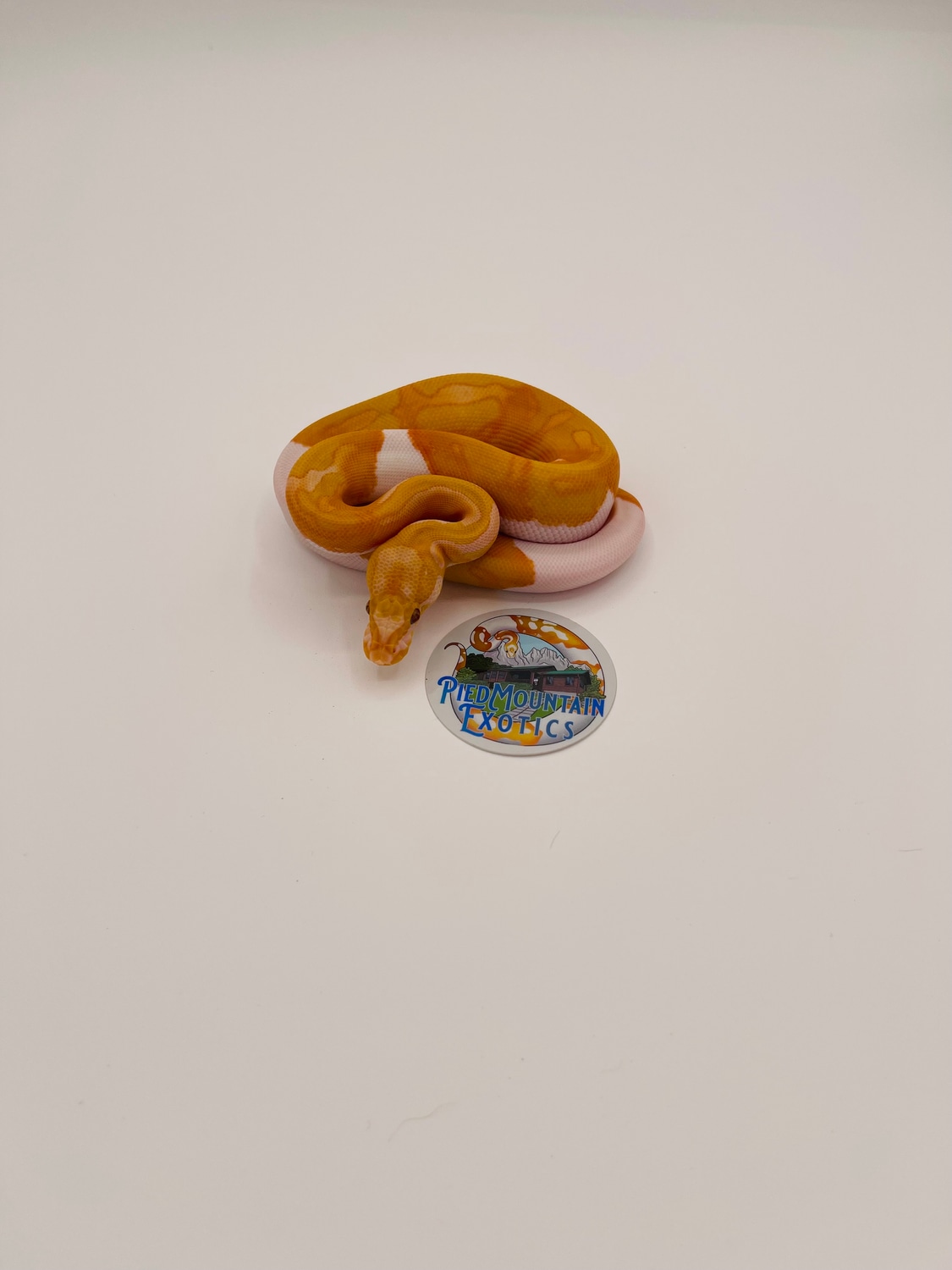 Enchi Dreamsicle Ball Python by Piedmountain Exotics - MorphMarket