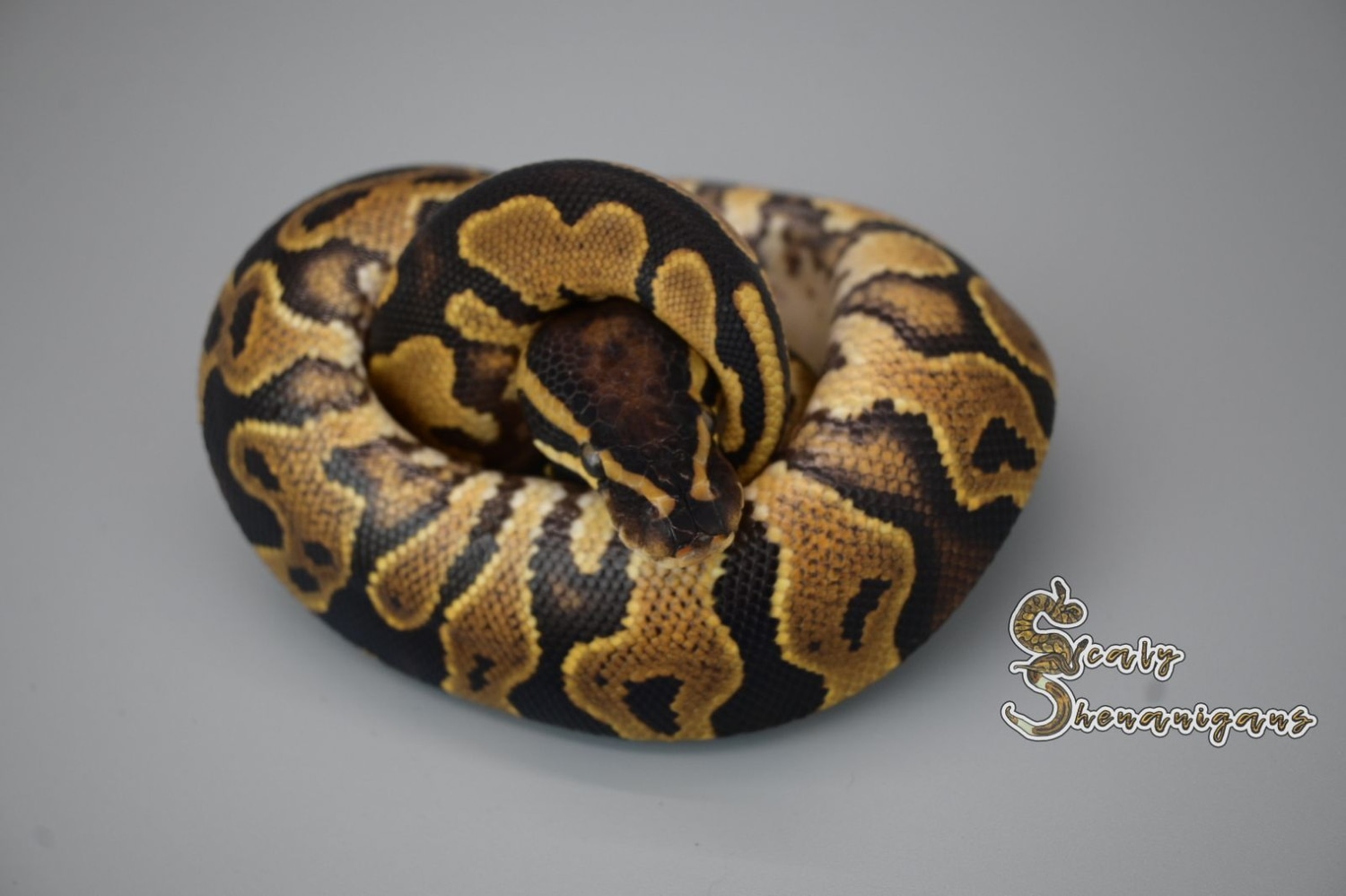 Fire Yellow Belly Ball Python by Scaly Shenanigans - MorphMarket
