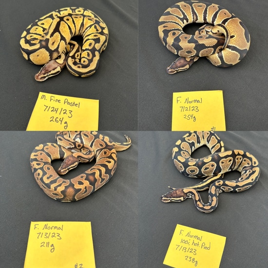 NO Reserve Juvenile Ball Pythons (2023) by Scaly Shenanigans