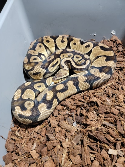 $175 Lemon Pastel Ball Python by DB Exotic Morphs
