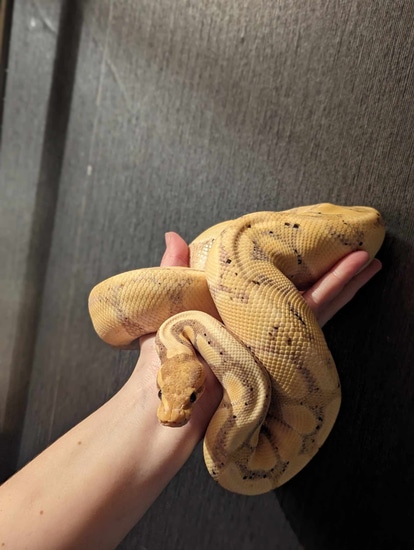 Coral Glow Enchi Ball Python by Diablo 13