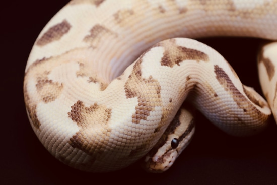 Orange Dream Disco Inferno Fire Ball Python by Diablo Exotic Pythons