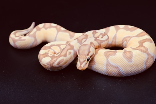 Coral Glow Enchi Special Het Clown Ball Python by Diablo Exotic Pythons