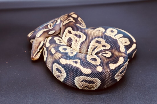 Super Chocolate Ball Python by Diablo Exotic Pythons