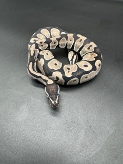 VPI Axanthic Het Hypo Ball Python by Diablo Exotic Pythons