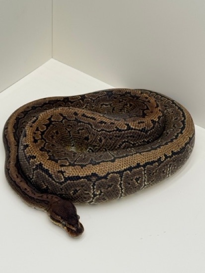 Trident Pinstripe 50% Het Clown Ball Python by Diablo Exotic Pythons