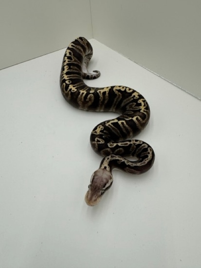 Super GHI Pastel PH Puzzle POS Chocolate Ball Python by Diablo Exotic Pythons