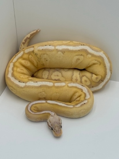 Coral Glow Pastel Leopard Stranger Het Clown 50 Sentinel Ball Python