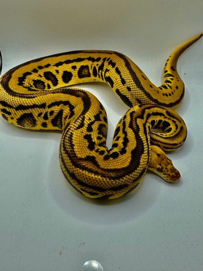 Batman Fire Disco Spotnose Leopard Clown Ball Python by Diablo Exotic ...