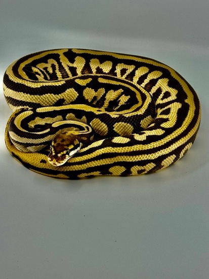Fire Goblin Phantom Spotnose Leopard Het Clown Ball Python by Diablo ...