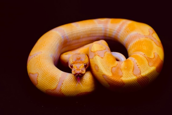 High Intensity Orange Dream Yellow Belly Lavender Albino Pastel Enchi ...