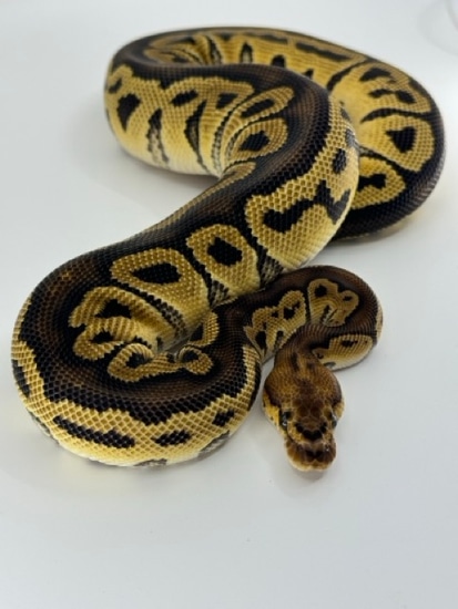 Trident Clown Ball Python by Diablo Exotic Pythons