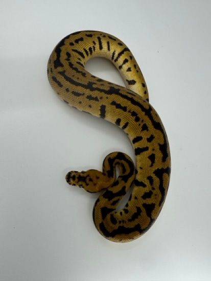 Trident Batman Ball Python by Diablo Exotic Pythons
