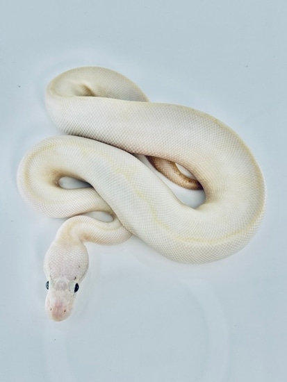 GHI, Yellow Belly, Red Stripe, Pastel (Pos Stranger) Ball Python by ...