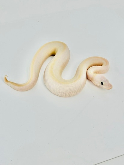 Stranger, GHI, Super Pastel, Yellow Belly, Red Stripe Ball Python by Diablo Exotic Pythons