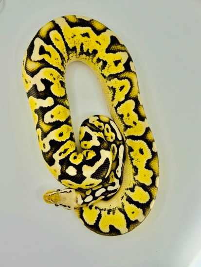 Super Lace Pastel Fire Ball Python by Diablo Exotic Pythons
