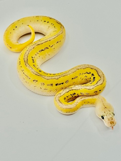 Orange Dream Pastel Fire Yellowbelly Clown Ball Python by Diablo Exotic ...
