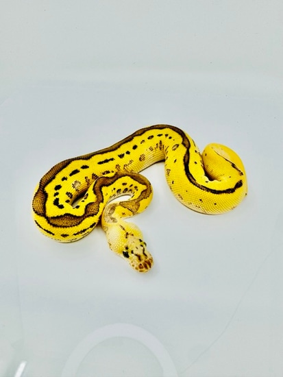 2024 YB RS OD Leopard Fire Clown Ball Python by Diablo Exotic Pythons