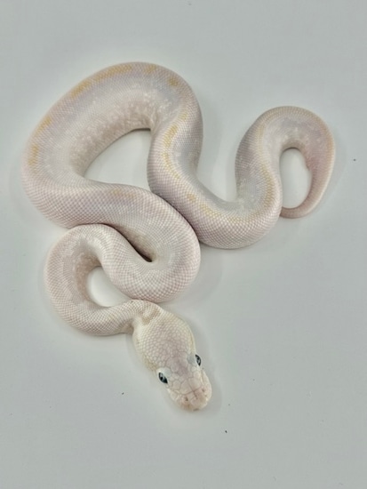 GHI Special Bamboo Het Ultramel Ball Python by Diablo Exotic Pythons