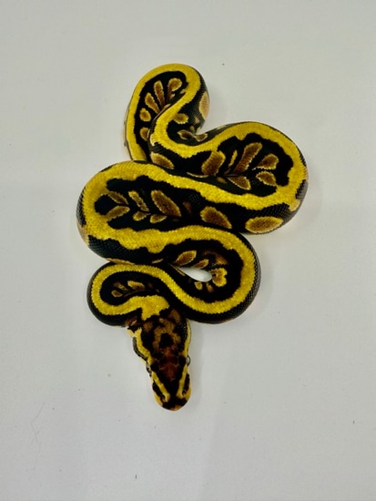 Stranger Orange Dream Spotnose Het Clown (Pos Het Monsoon) Ball Python ...