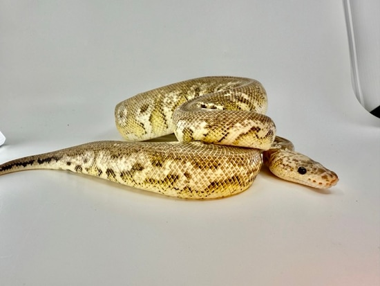 Pewter Spotnose Clown Ball Python by Diablo Exotic Pythons
