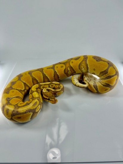 Stranger Banana Het Clown Ball Python by Diablo Exotic Pythons