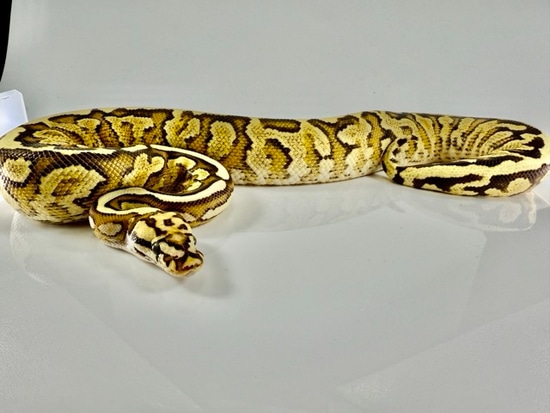 Black Pastel Yellow Belly Special Spotnose Fire Het Clown Ball Python ...