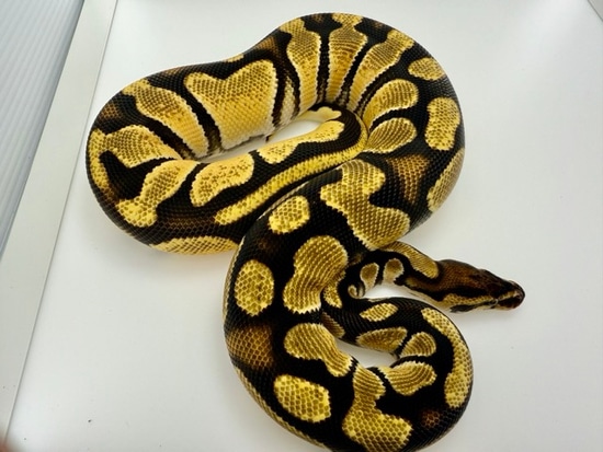 2023 Bang Ball Python by Diablo Exotic Pythons