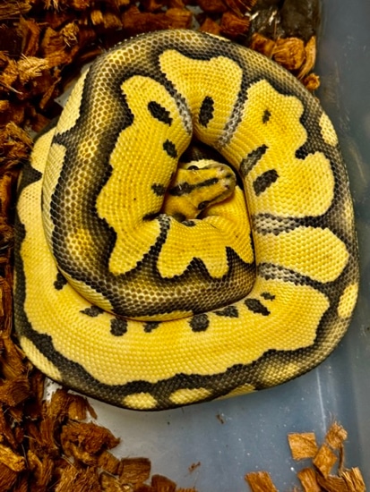 Desert Ghost Clown Ball Python by Diablo Exotic Pythons