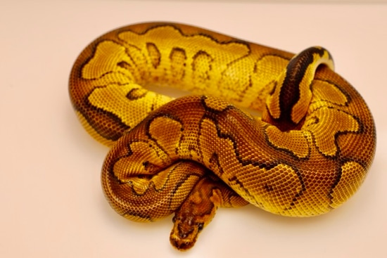 Wookie Red Stripe Yellow Belly Clown Ball Python by Diablo Exotic Pythons