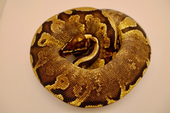 GHI Fire Specter Paradox Het Desert Ghost Sunset Ball Python by Diablo ...