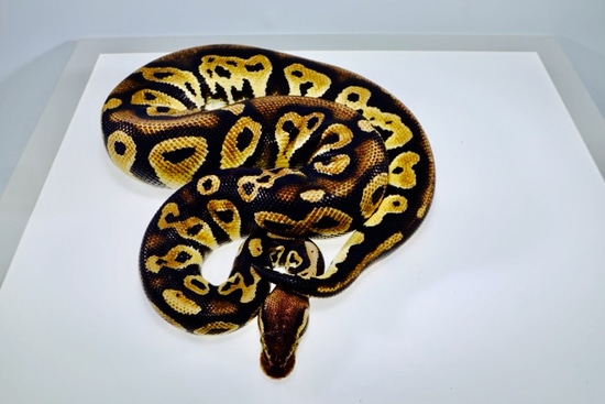 2023 Bang Black Head 66% Het Clown Ball Python by Diablo Exotic Pythons