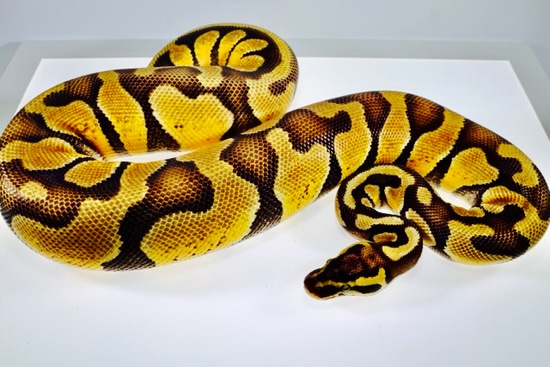 2023 Bang Enchi Pastel Ball Python by Diablo Exotic Pythons