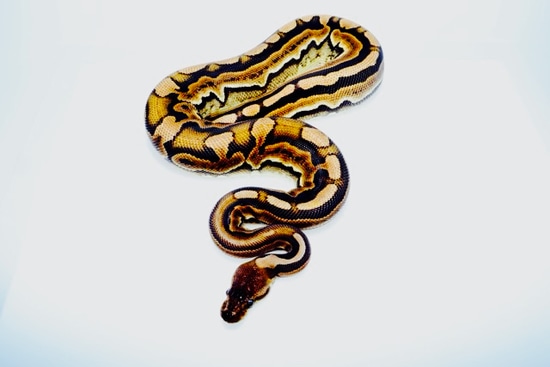 Cinnamon Puzzle Yellowbelly 50% Het Hypo Ball Python by Diablo Exotic Pythons