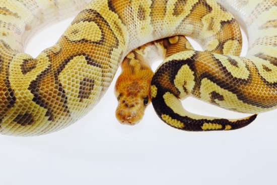 Cypress Yellowbelly Clown (Pos Fire) Ball Python by Diablo Exotic Pythons