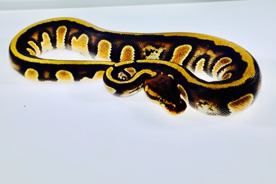 Stranger Orange Dream Het Clown (Pos 50% Monsoon) Ball Python by Diablo ...