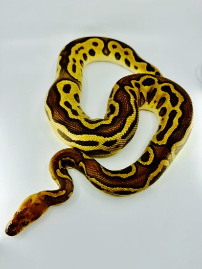 Cypress Leopard Clown (Pos Red Stripe) Ball Python by Diablo Exotic Pythons