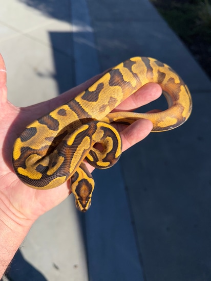 Orange Dream Enchi Fire Leopard Het Clown Ball Python by Diablo Exotic ...