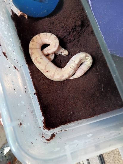 Banana Zebra Bee Vpi Axithic Ball Python by Diamond G Serpents