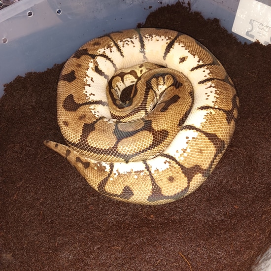 Honey Ball Python by Diamond G Serpents